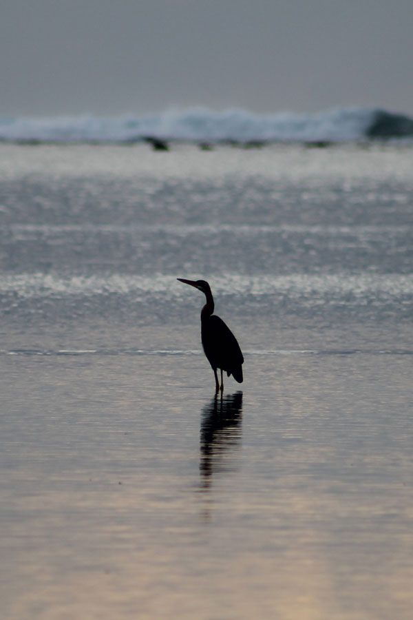 Enggano Conservation