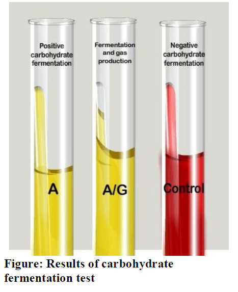 MICROBIOLOGY TECHNIQUES: CARBOHYDRATE FERMENTATION
