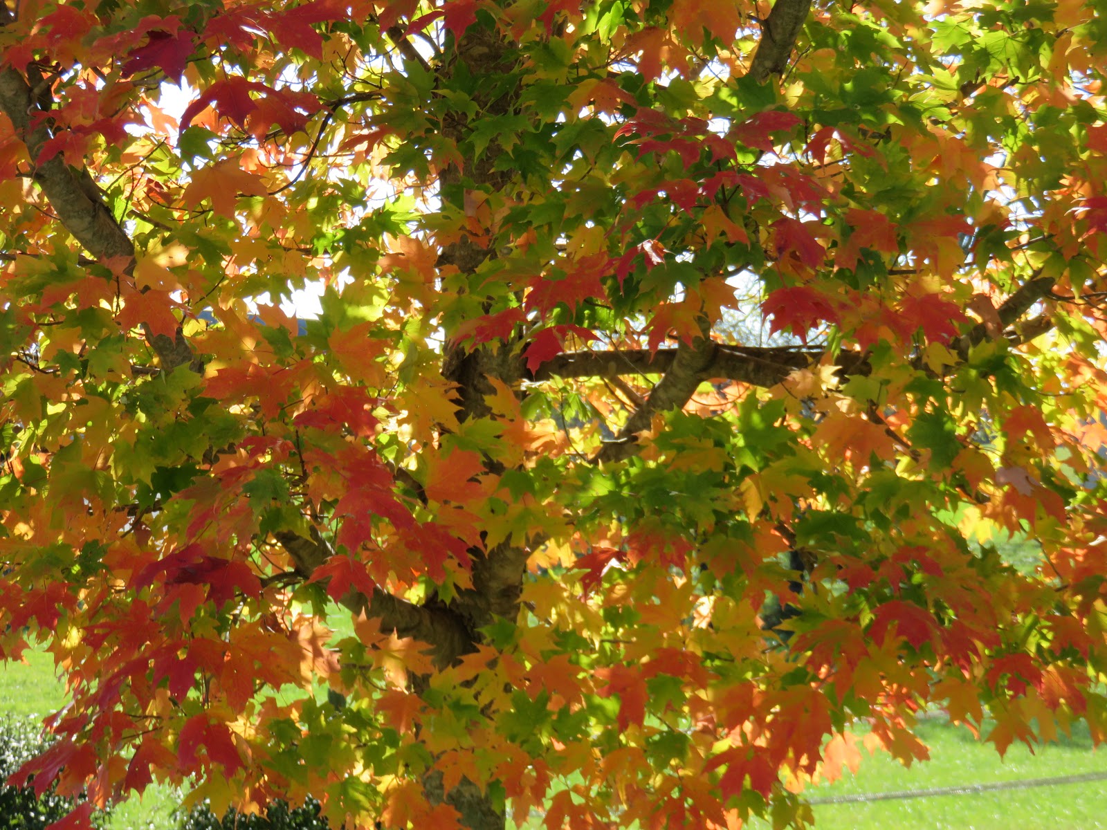 A Journal of Days: Maples