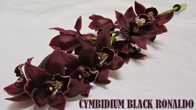 Orchid Guides Blog: Demystifying Black Orchids