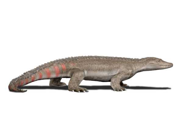 Neosuchia - Theriosuchus pusillus - The ZT2 Round Table