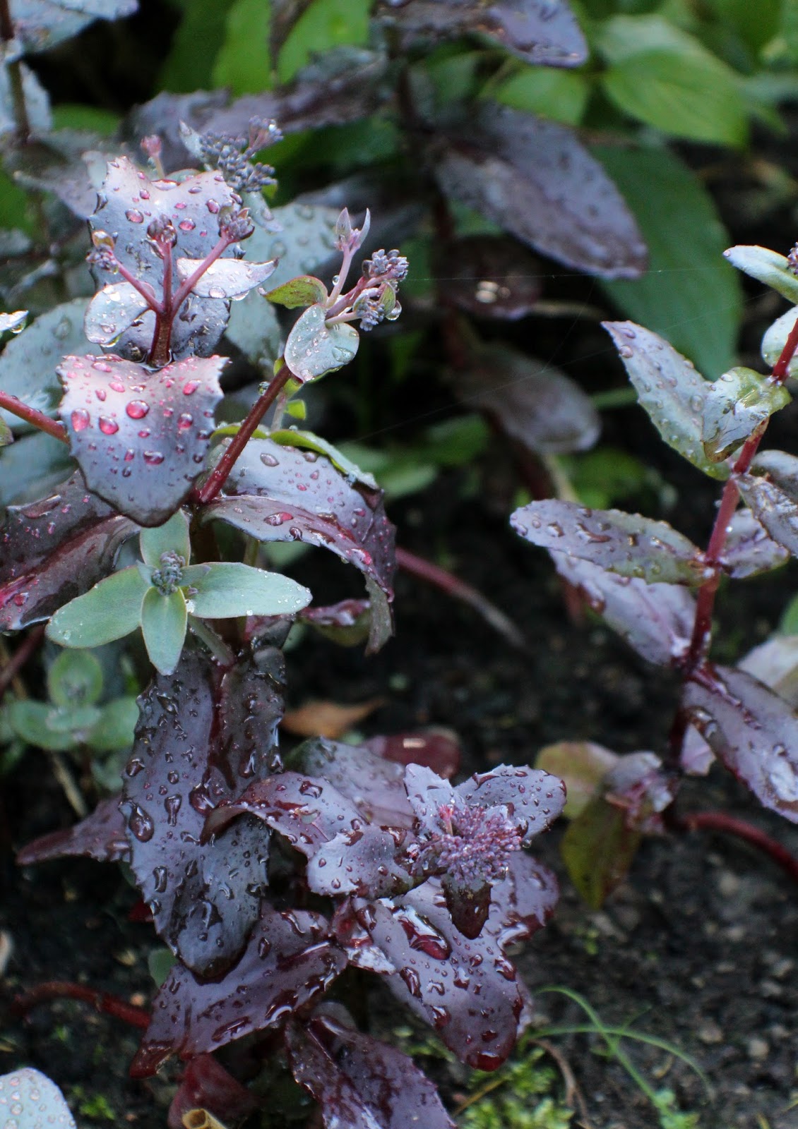 MIN NATUR: Rödaktiga blad - silverax och kärleksört