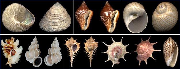 Pitzviews Learning: Research on Gastropods
