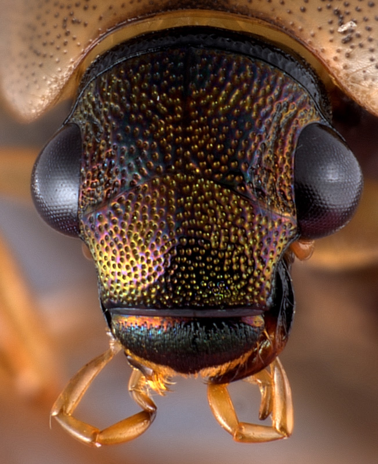 Bronze frons : r/Entomology