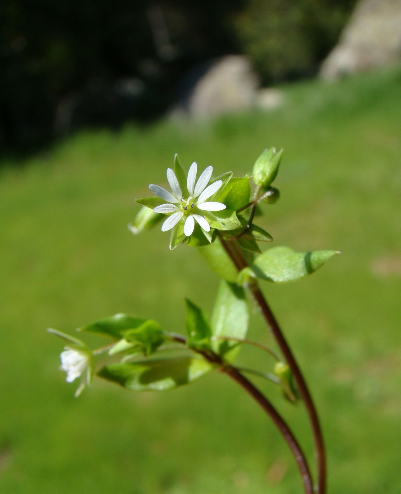 Leaves of Plants: Chickweed