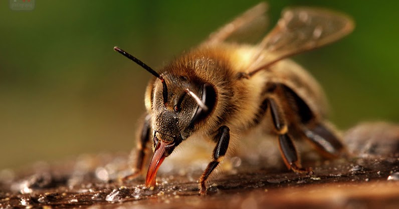 Corona Apicultores: LAS ABEJAS OBRERAS