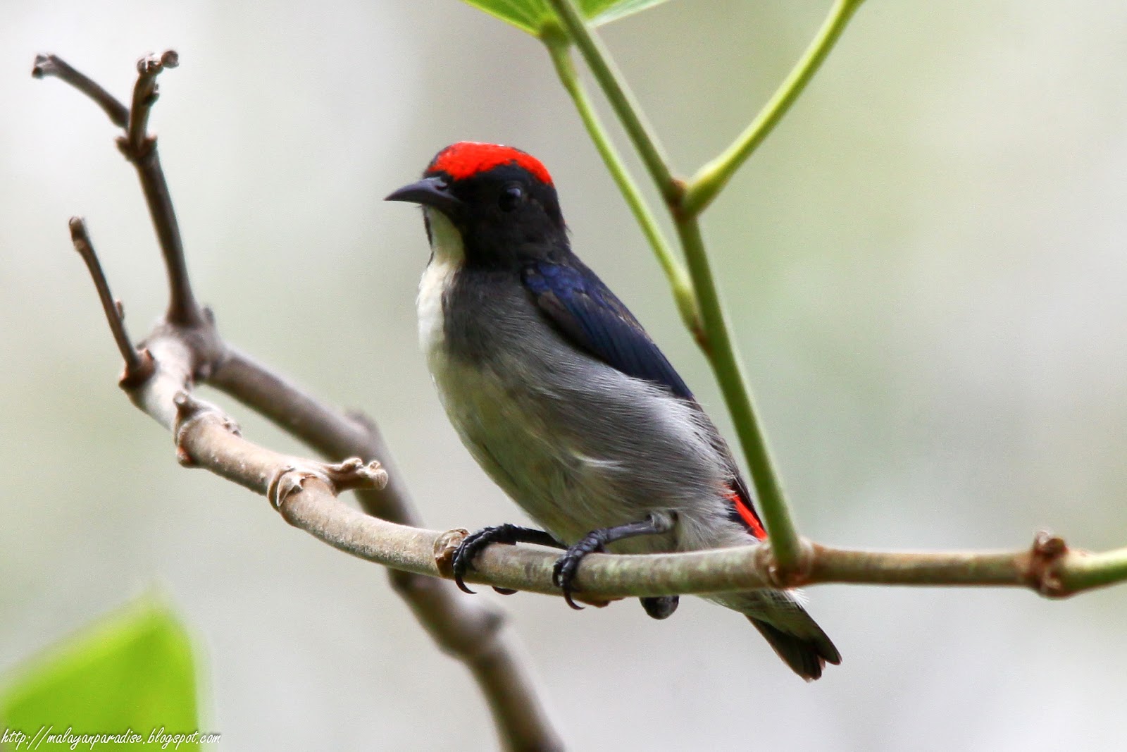 SOUTH EAST ASIA BIRDS - Malaysia birds paradise: August 2012