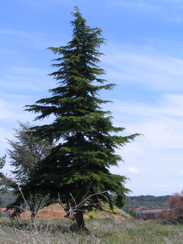 Naturaleza y Medio Ambiente: Cedro del Himalaya (Cedrus deodara)