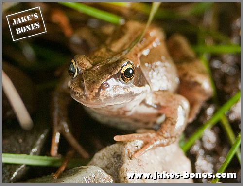Studying a wild common frog from my bedroom. : Jake's Bones