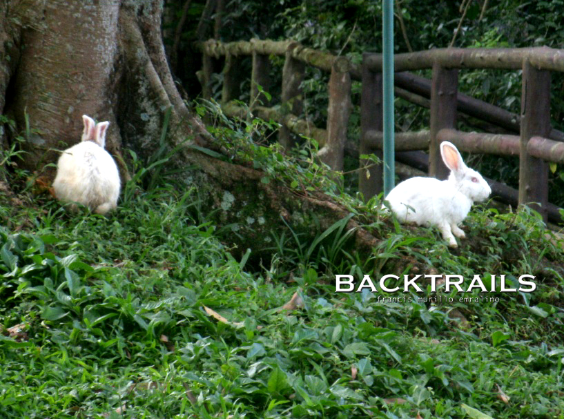 Back Trails: Rest Day at Bluroze Farms Parks and Wildlife in Lipa City ...