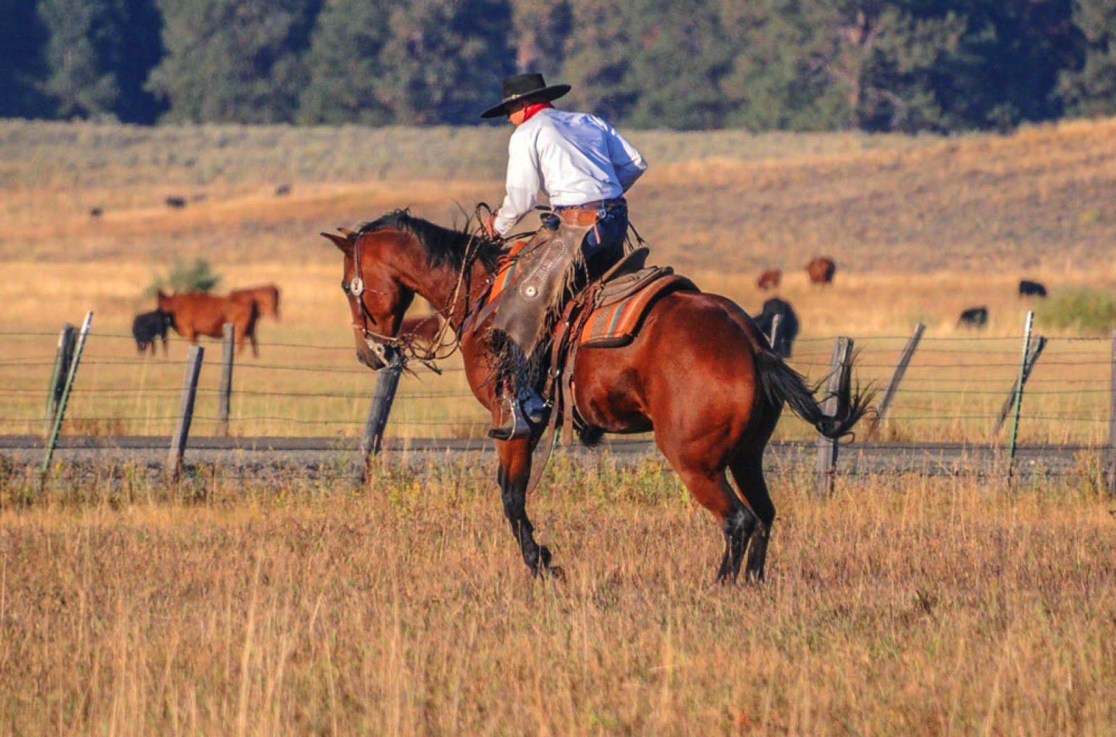 Top 10 Photos Buckaroo Country ~ Laugh Like We Are Having Fun