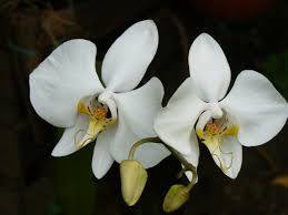 Blog Budidaya Anggrek: Jenis Bunga Anggrek Tanaman Bunga Yang Populer ...