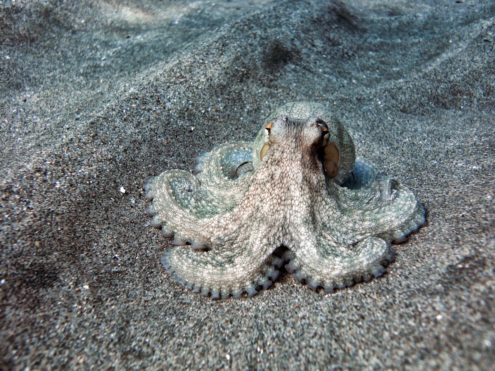 Octopus - HD Wallpapers | Earth Blog
