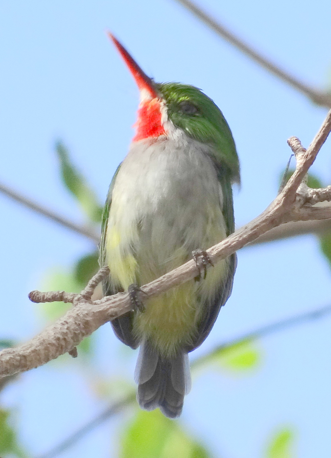 sunshinecoastbirds: Birding Puerto Rico