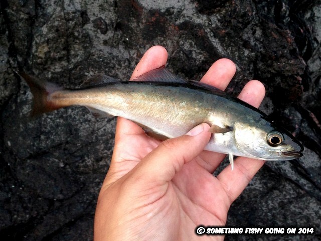 Something Fishy Going On: A plaice for everything and everything in its ...