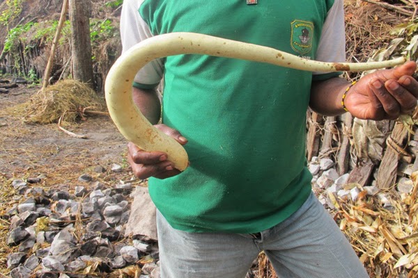 Mengenal Koteka dari Papua