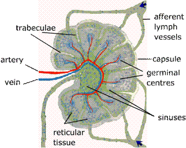 Anatomi dan Fisiologi Kelenjar Limfe