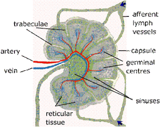 Anatomi dan Fisiologi Kelenjar Limfe