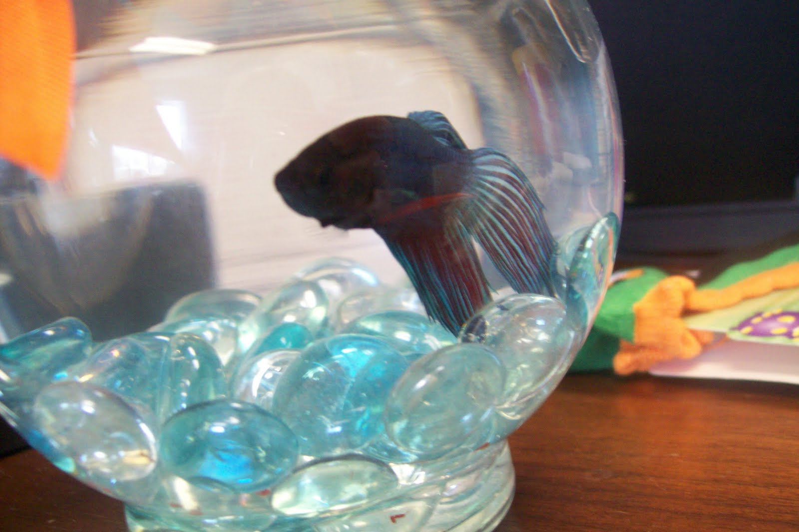 Meet the New BAHFH Mascot!! – Bay Area Habitat for Humanity