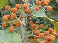 100% Amazonia: UCUÚBA - FONTE DE BELEZA E SAÚDE PARA PELE