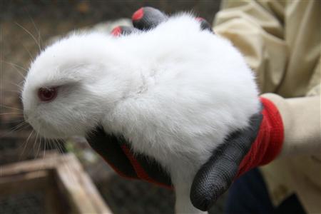 El conejo mutante de Fukushima | después del temblor