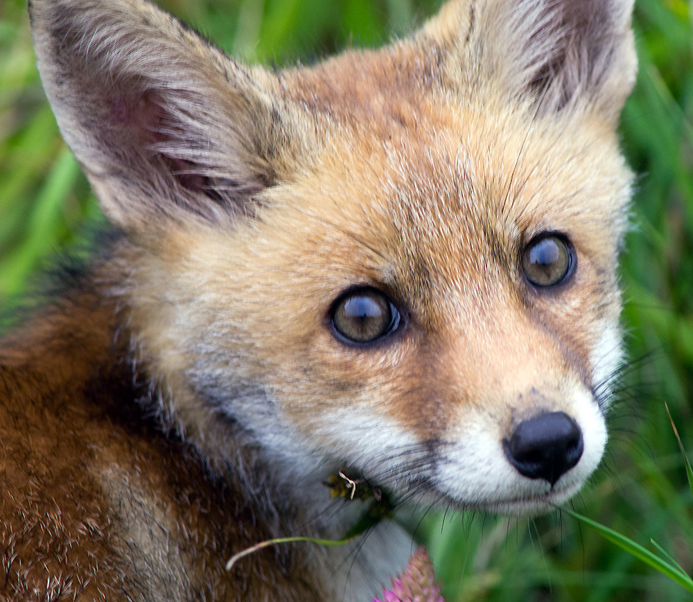 Madera de Olmo: Recuerdos de un ZORRITO