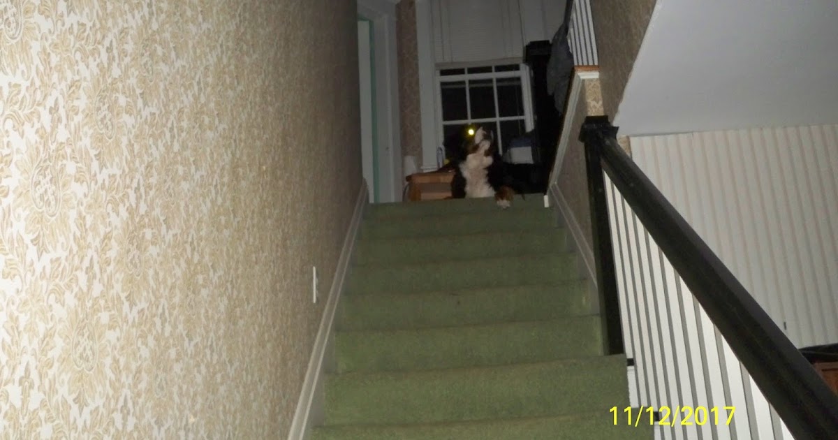 Maximus Handsomius (Max): 11/Dec/17 what do you mean, come downstairs