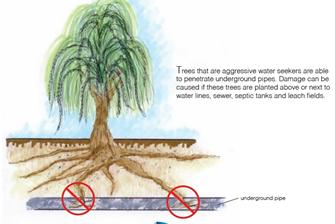 W & W Nursery & Landscaping: Five Landscape Planting Mistakes