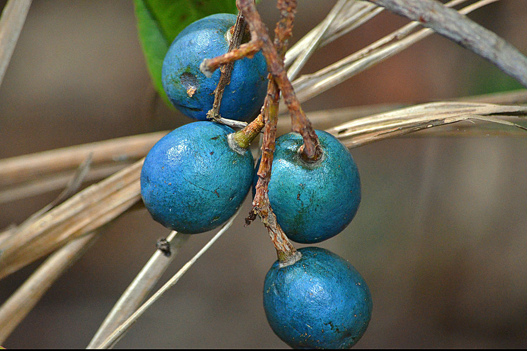 Rudraksha Cilacap: GANITRI (Elaecocarpus sphaericus Schum)