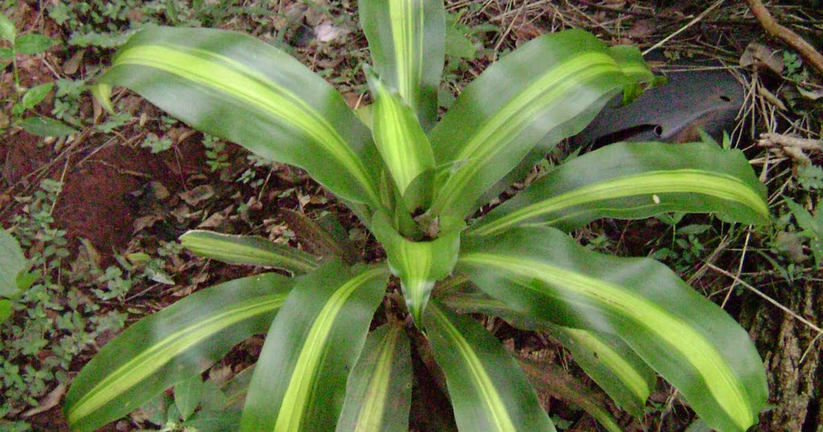 Peregum Verde E Amarelo - RETOEDU