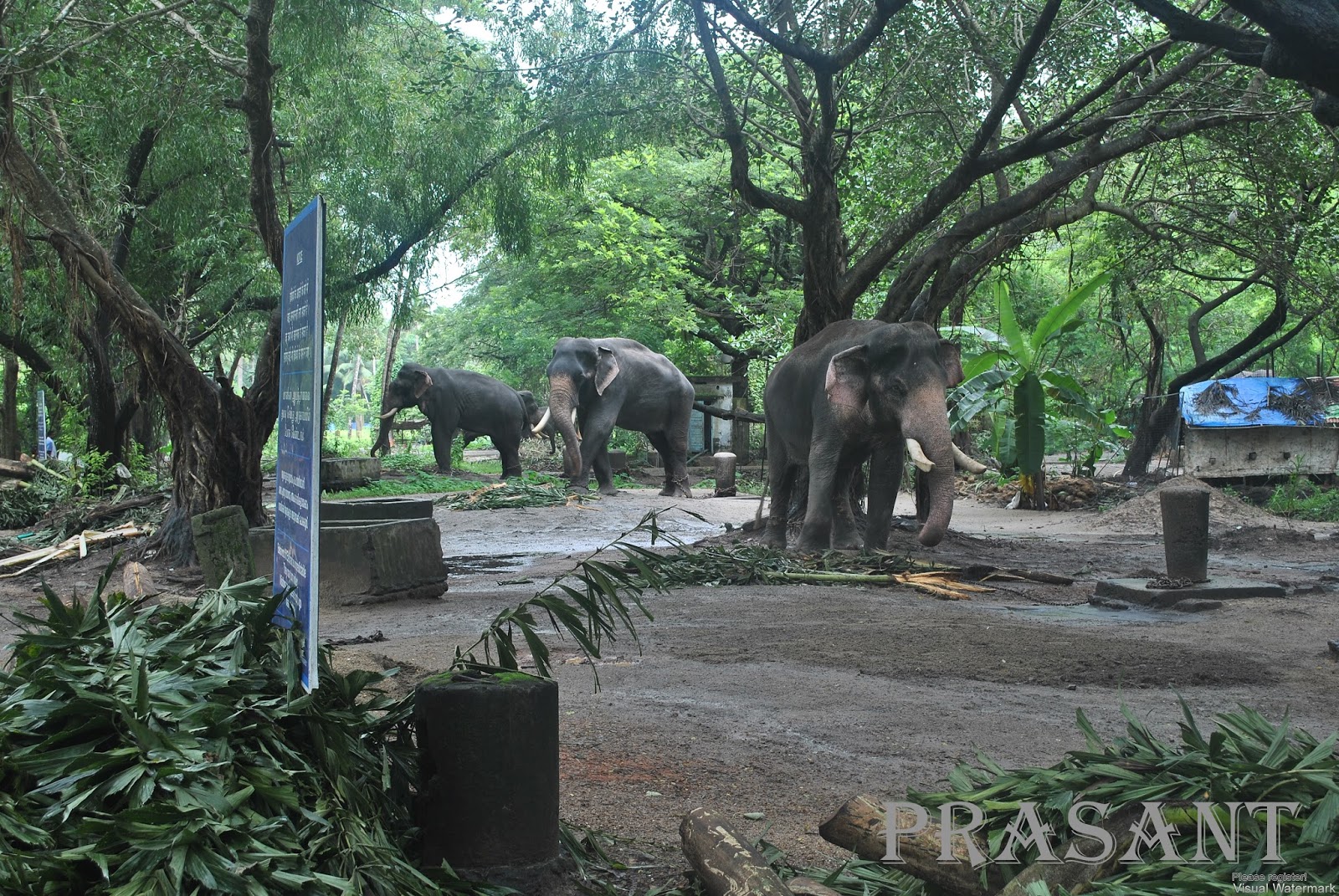 Prasantmenon: Anakotta - Guruvayoor Elephant Sanctuary