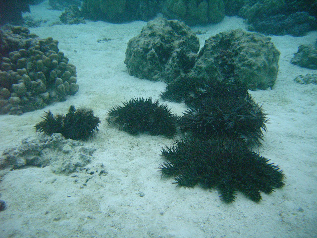 Sabbatic research in Moorea... by Brian Rivest: Post #20 - Camp SeaFET ...