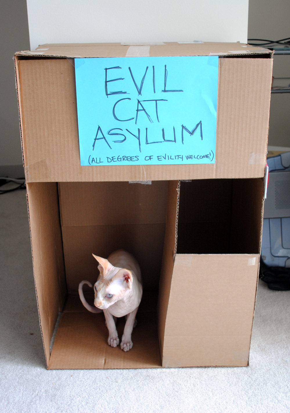 Of The Fountain: Evil Cat Asylum