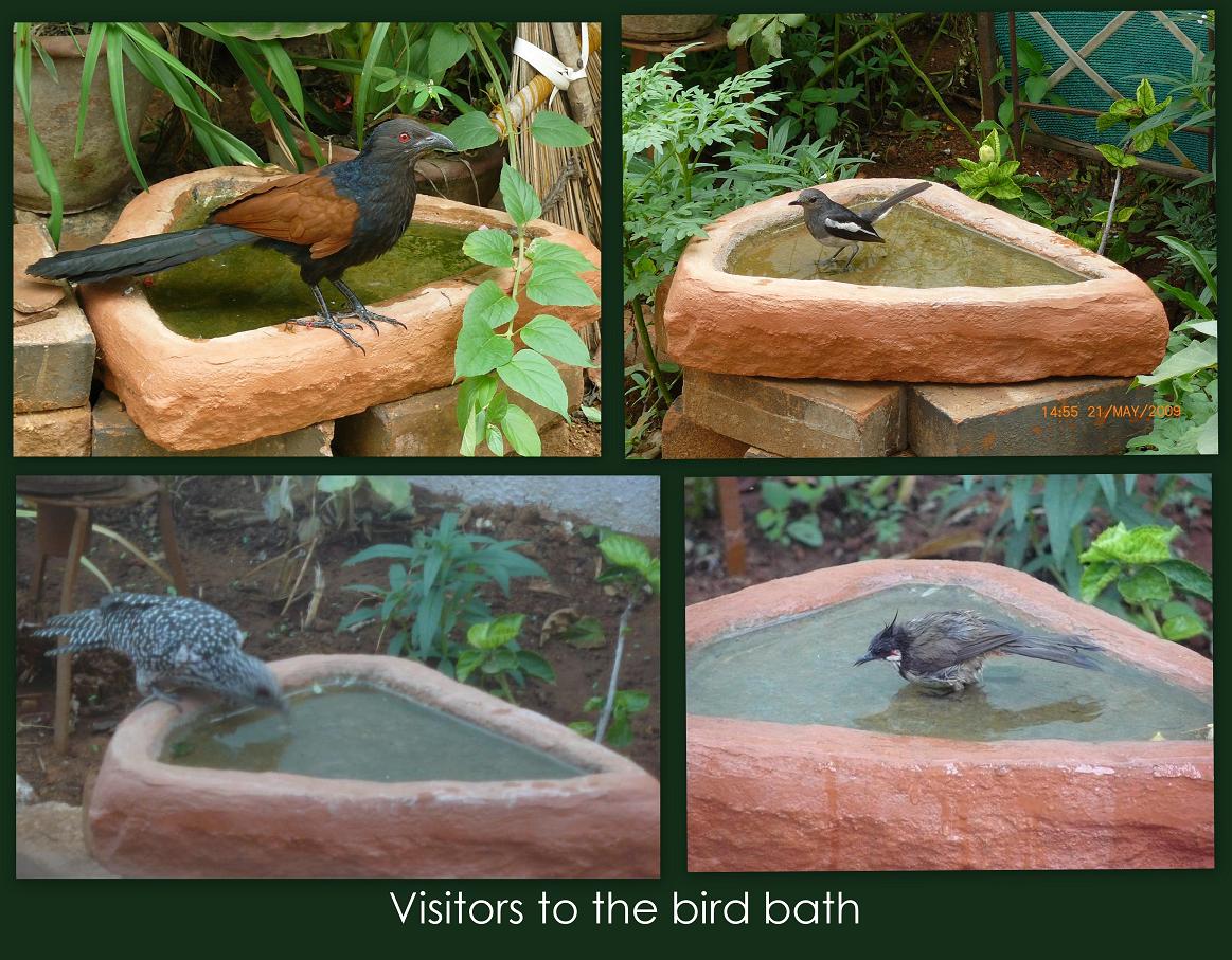 Dinu's Yarden: New idea for a stone bird bath