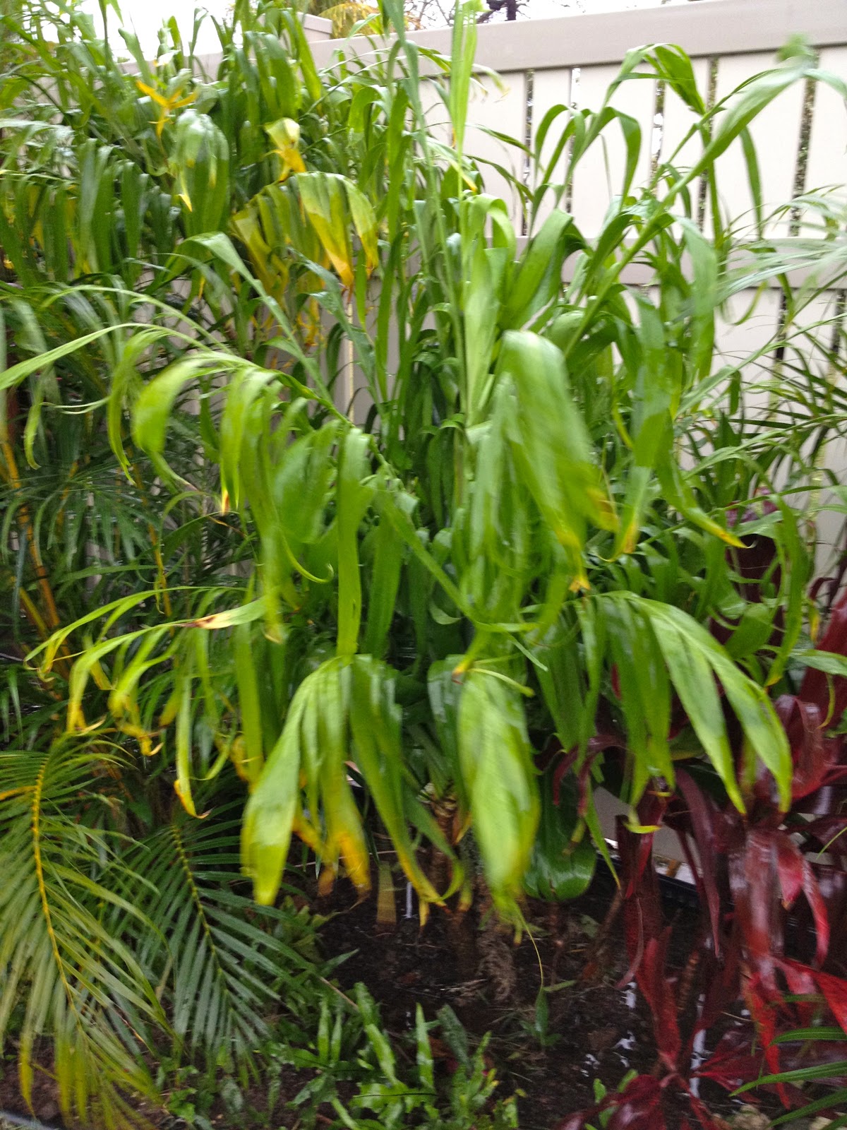 Small Things Bright and Beautiful: Ti Plants