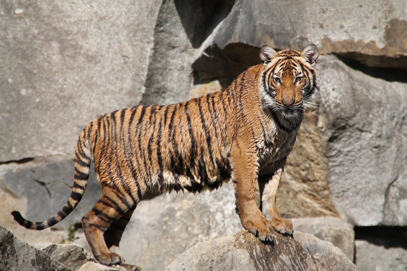 HÌNH ẢNH MẦM NON: Hình ảnh CON HỔ