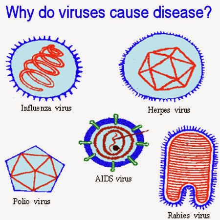 Medical Laboratory and Biomedical Science: Why do viruses cause disease?