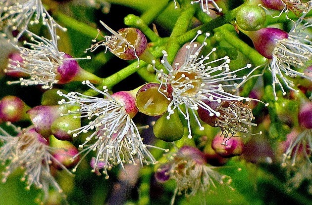 Meio Ambiente: Syzygium spp - Jambolão