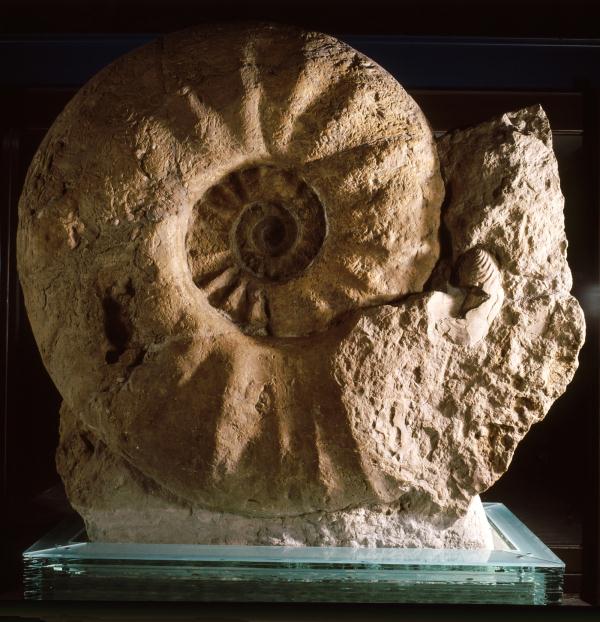 Escenarios prehistóricos: Parapuzosia