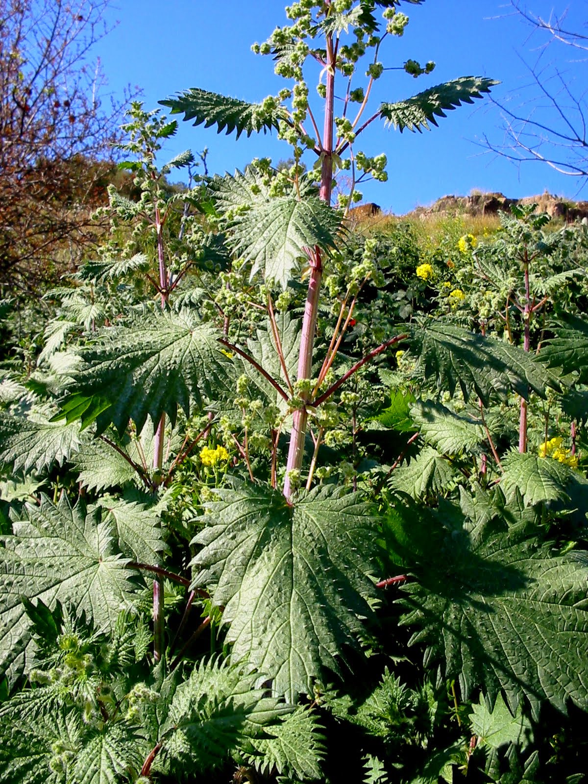 Mi herbario particular: ORTIGA MAYOR (Urtica dioica)