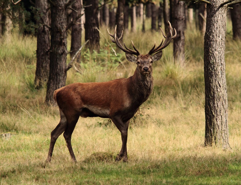 BRUILOFT VAN HET EDELHERT