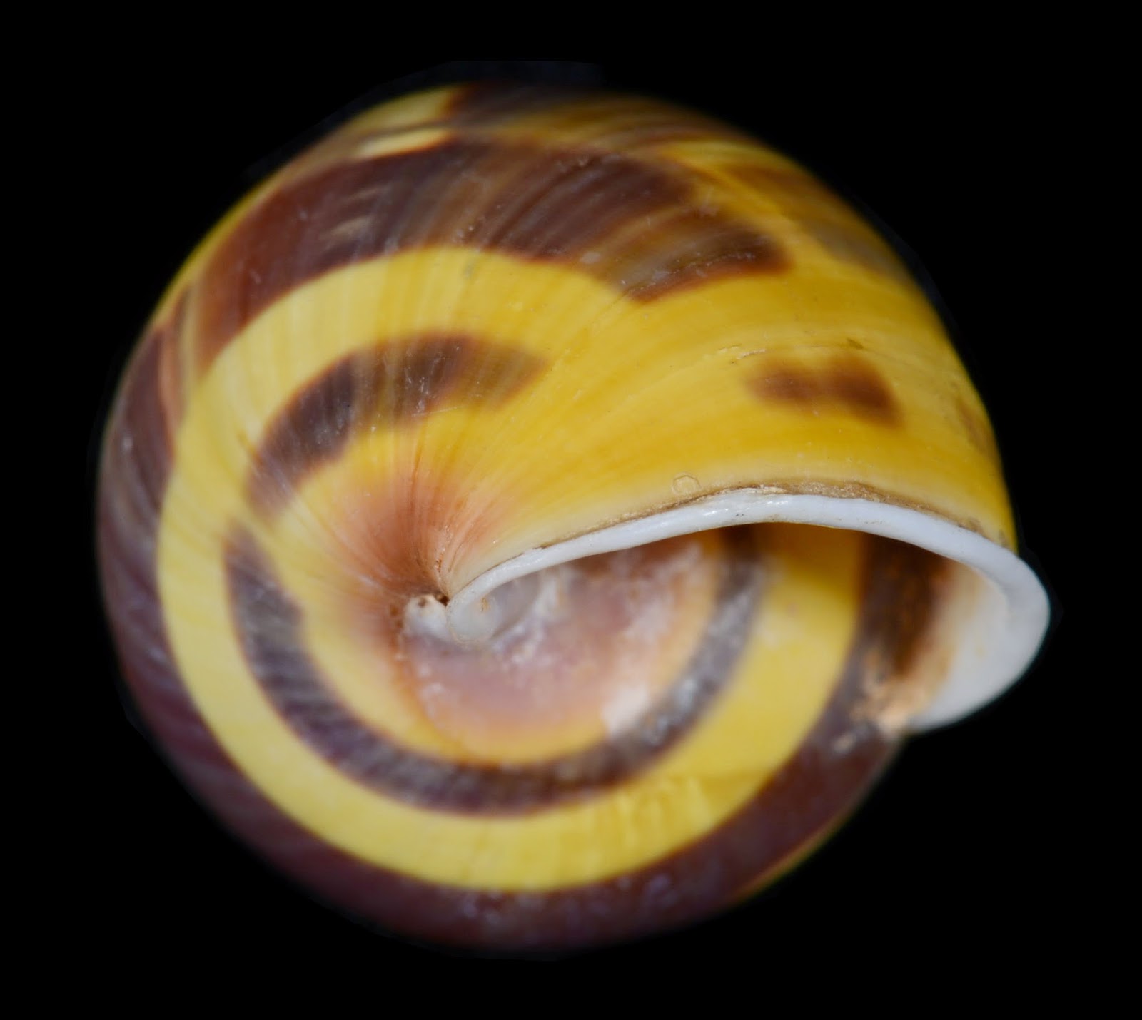 Dr. Lee's Gallery Museum: Amphidromus quadrasi f. dubius 28.68mm