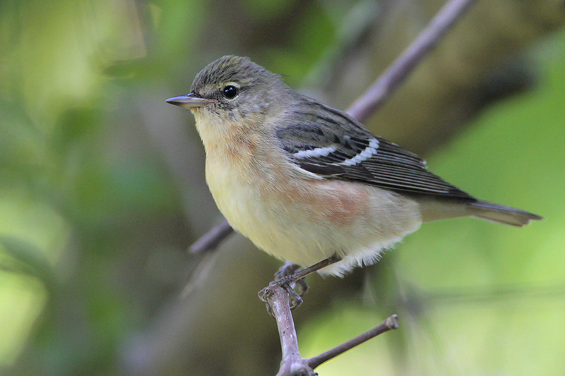 Beak of the Week - Bay-breasted Warbler