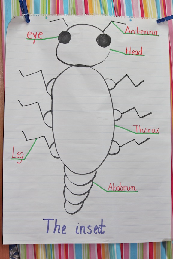 Mrs. Lisa's Pre-K Crew Rocks!: Animals are Everywhere! Spiders, Insects ...