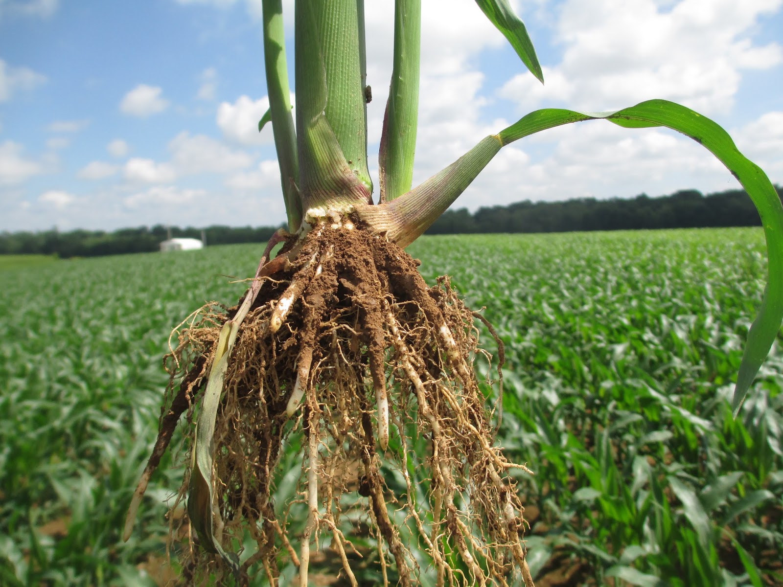 Grain Crops Update: Corn Nutrient Deficiency from Sidewall Compaction