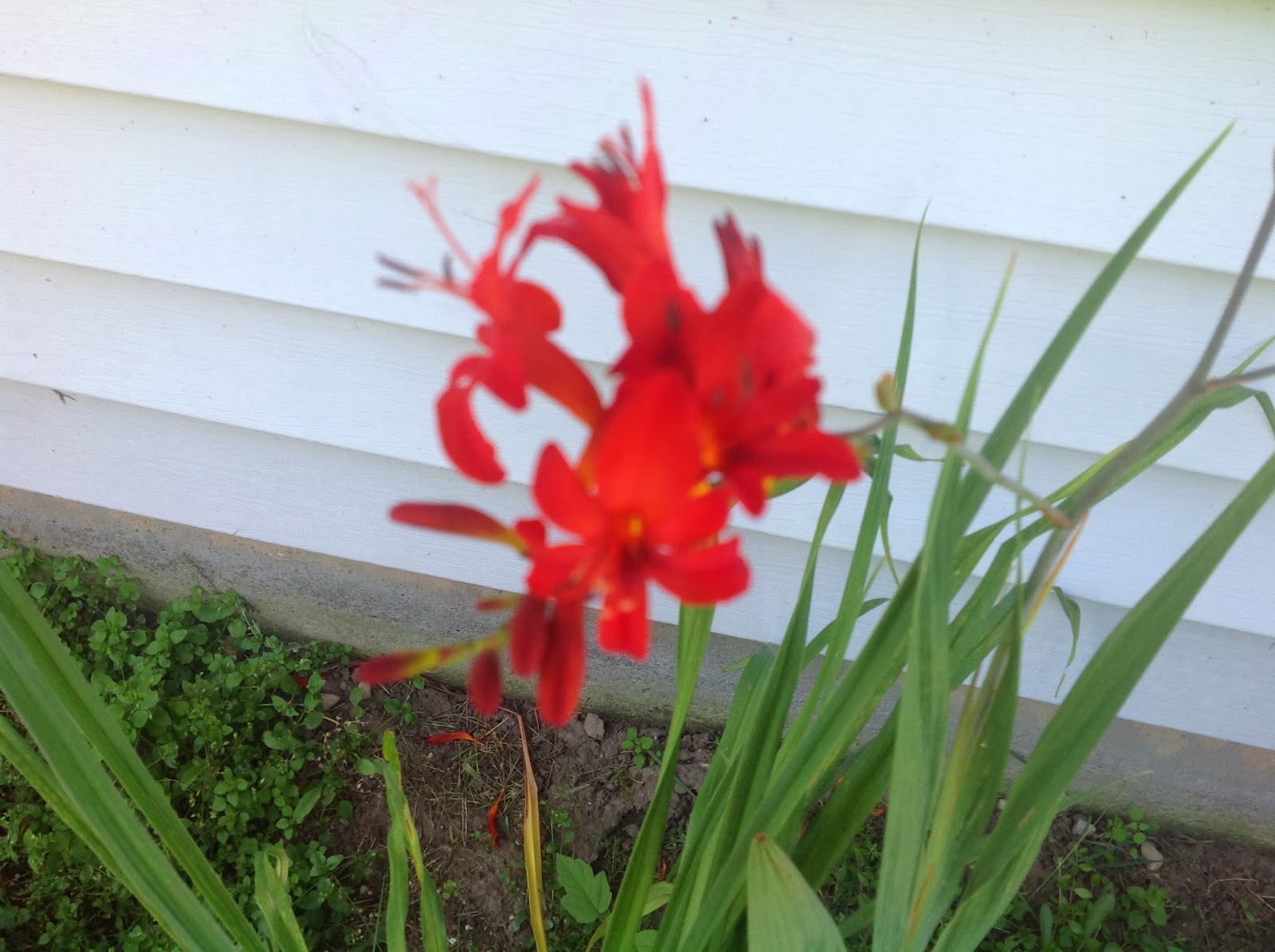 Beth Sexton Realtor in Southwestern Michigan