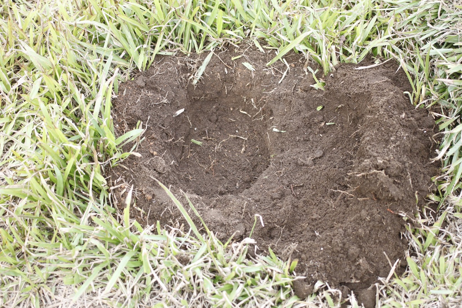 Evergreen Resources Tree Farm: Easy Steps In Planting Falcata Tree