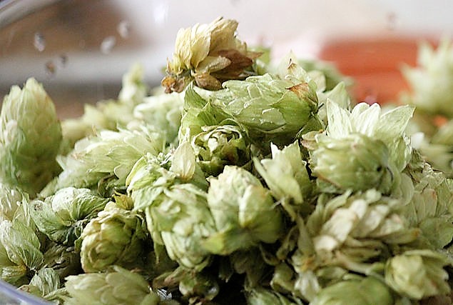 HOW TO GROW HOPS - Humulus lupulus |The Garden of Eaden