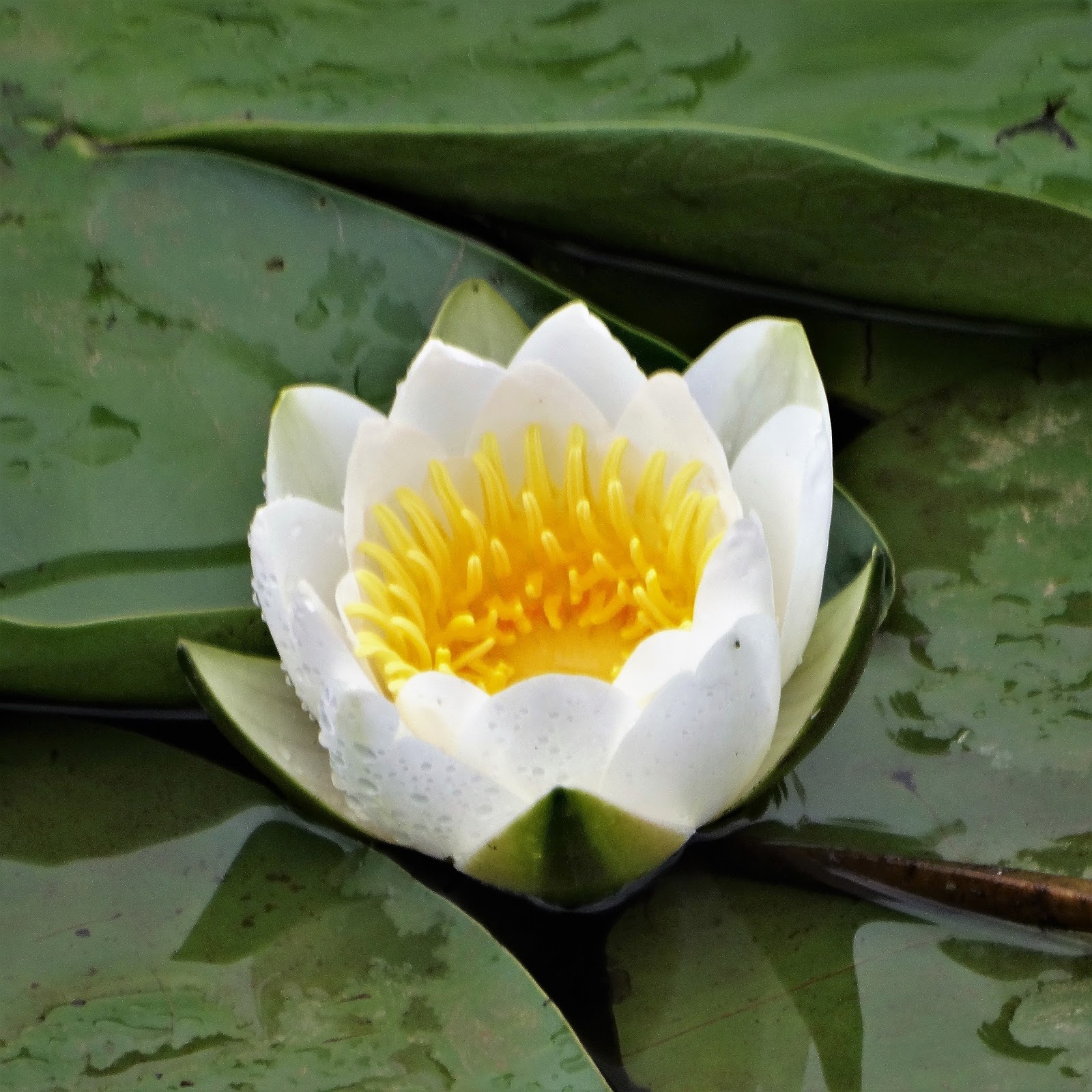 oog voor de natuur: Witte waterlelie (Nymphaea alba).