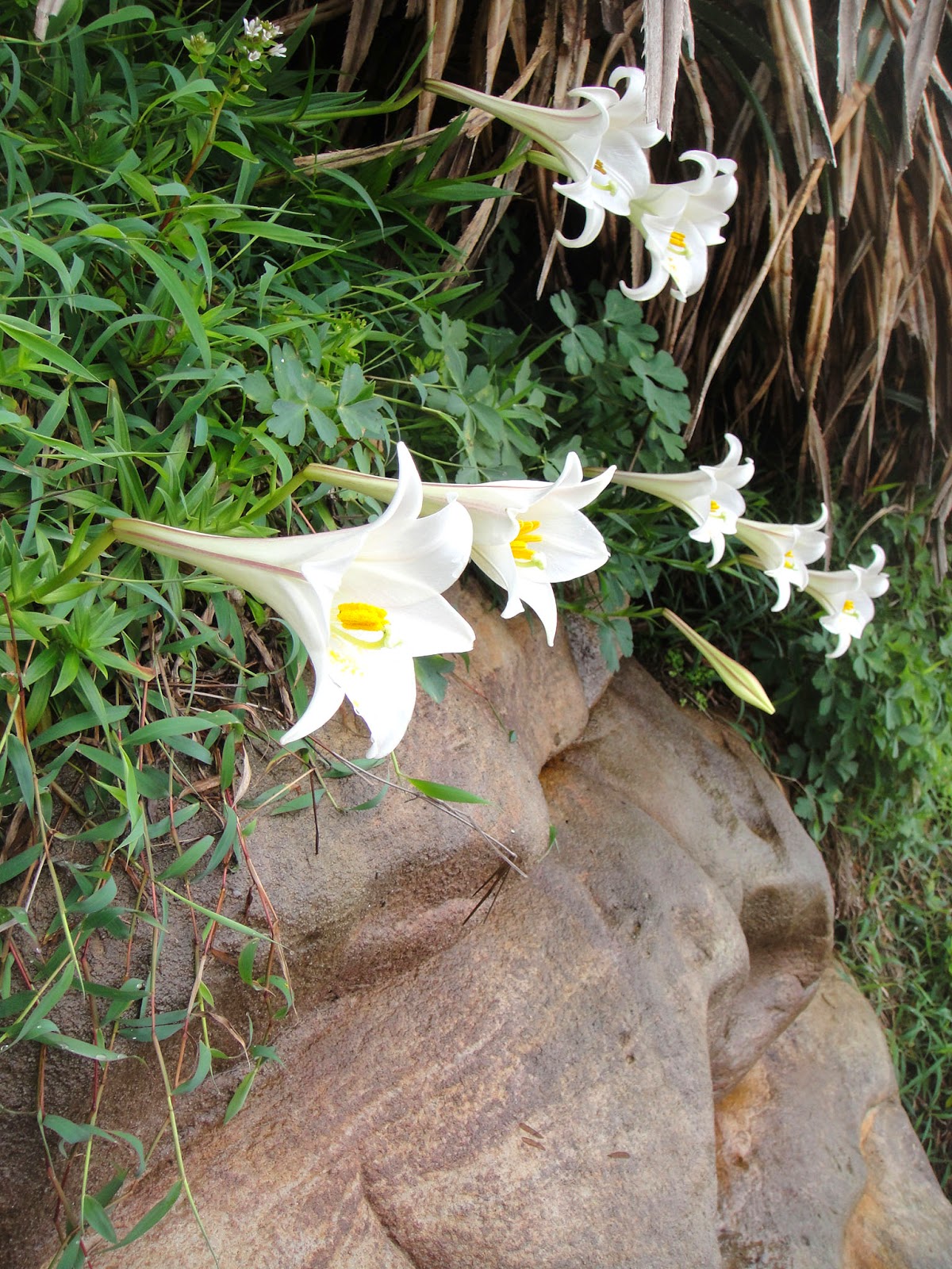 DWAN雲之端: 台灣野百合---台灣特有種；這裡介紹的台灣野百合長在金山岬角海岸邊的懸崖峭壁上和神秘海岸山坡上；英文名稱：, Taiwan ...